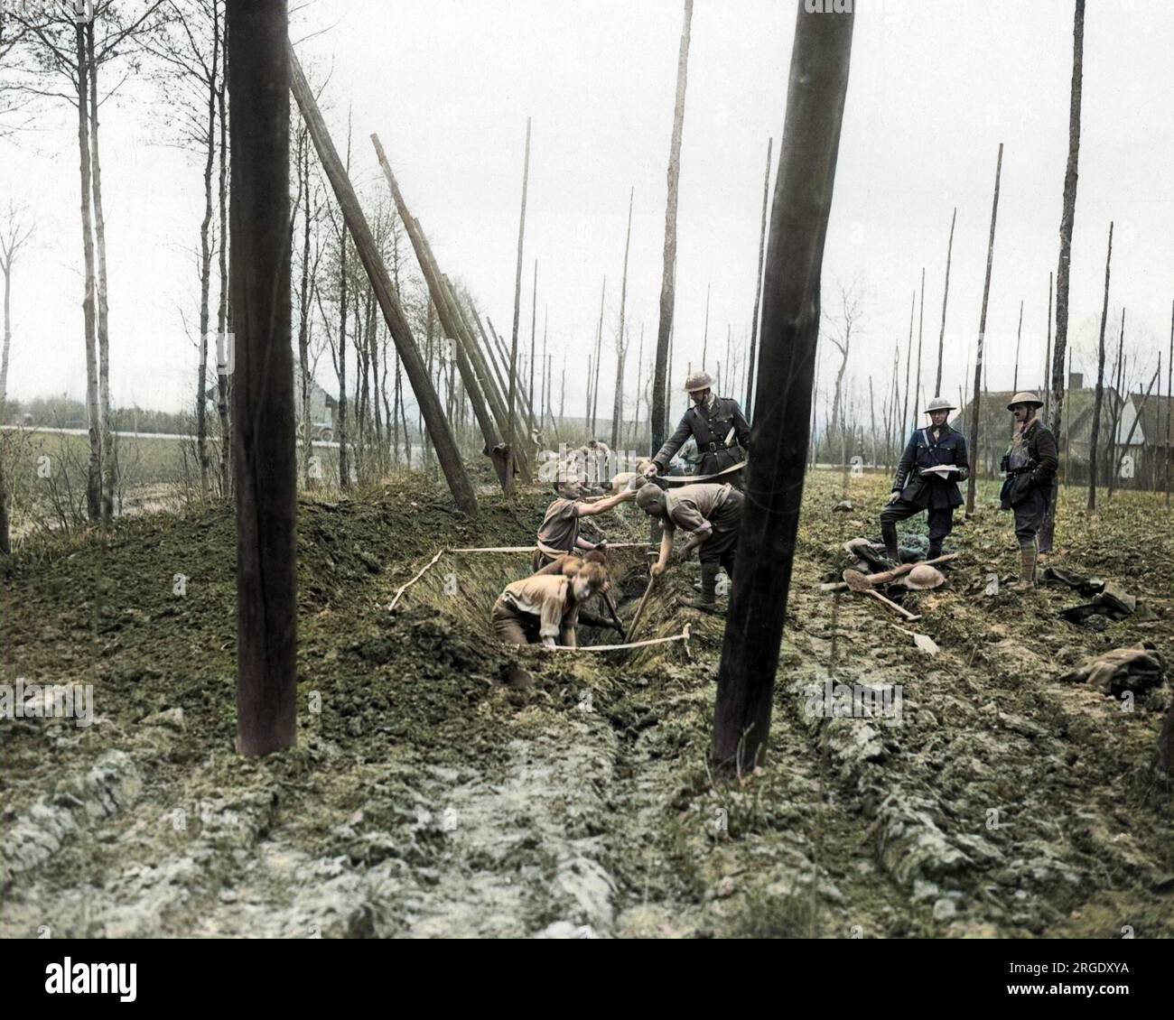 British troops digging trenches in a hop field on the Western Front in ...