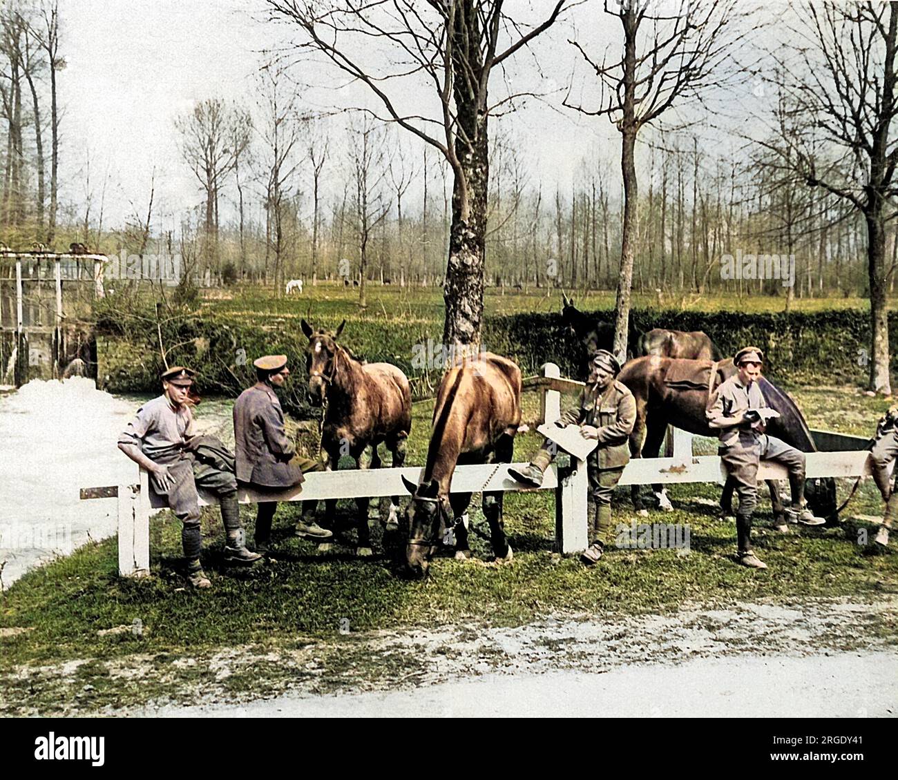Horses world war one british hi-res stock photography and images - Alamy
