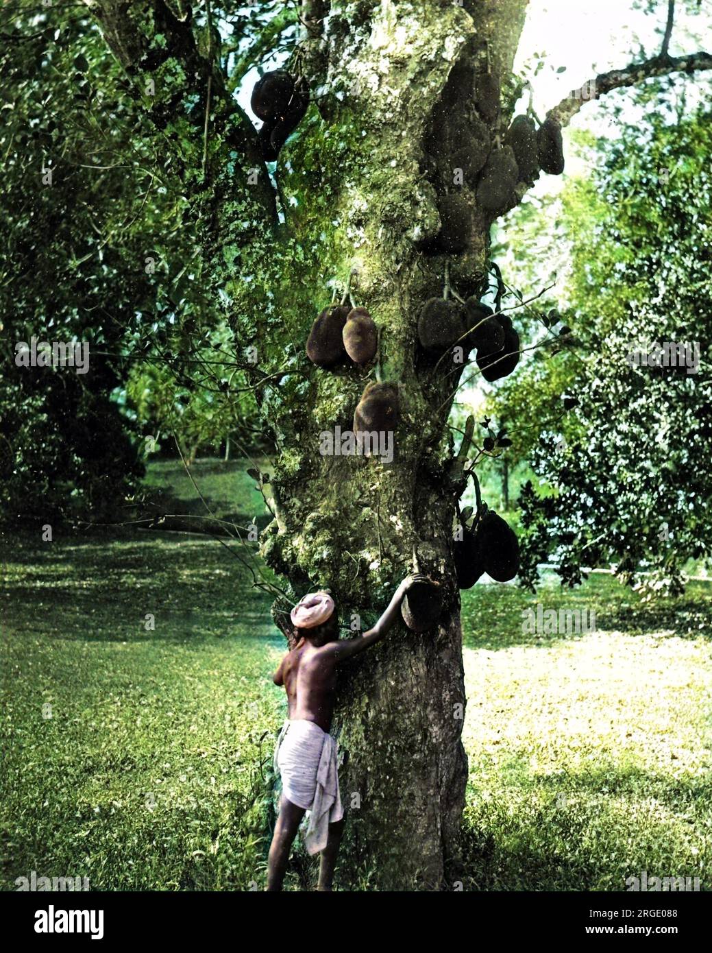 A Jack Fruit tree (Artocarpus Heterophyllus) in India, with the fruit ...