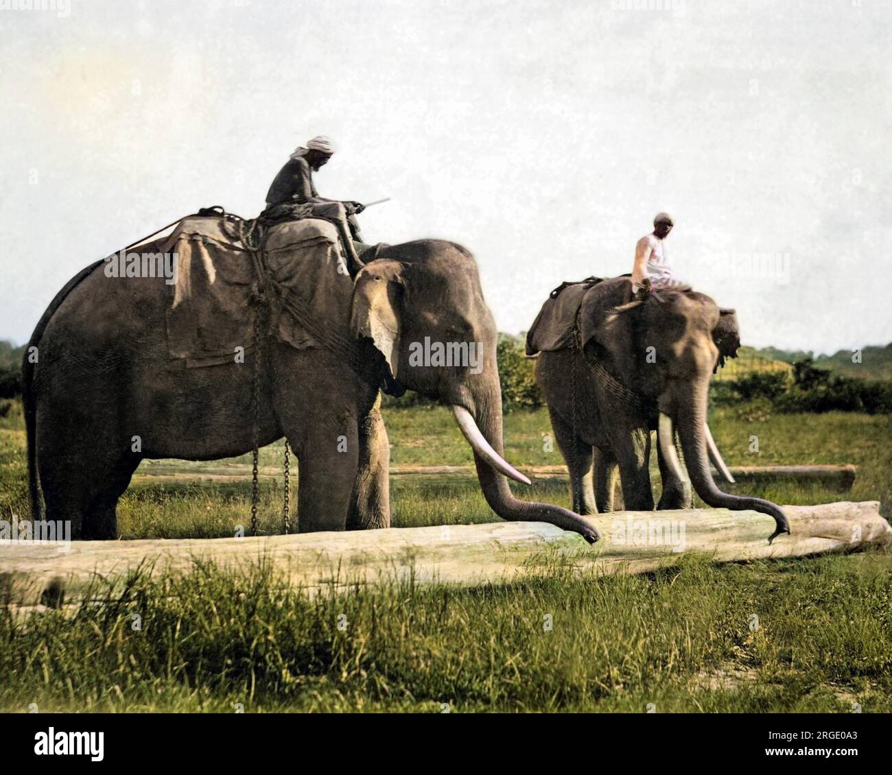 Elephants moving timber, India Stock Photo - Alamy