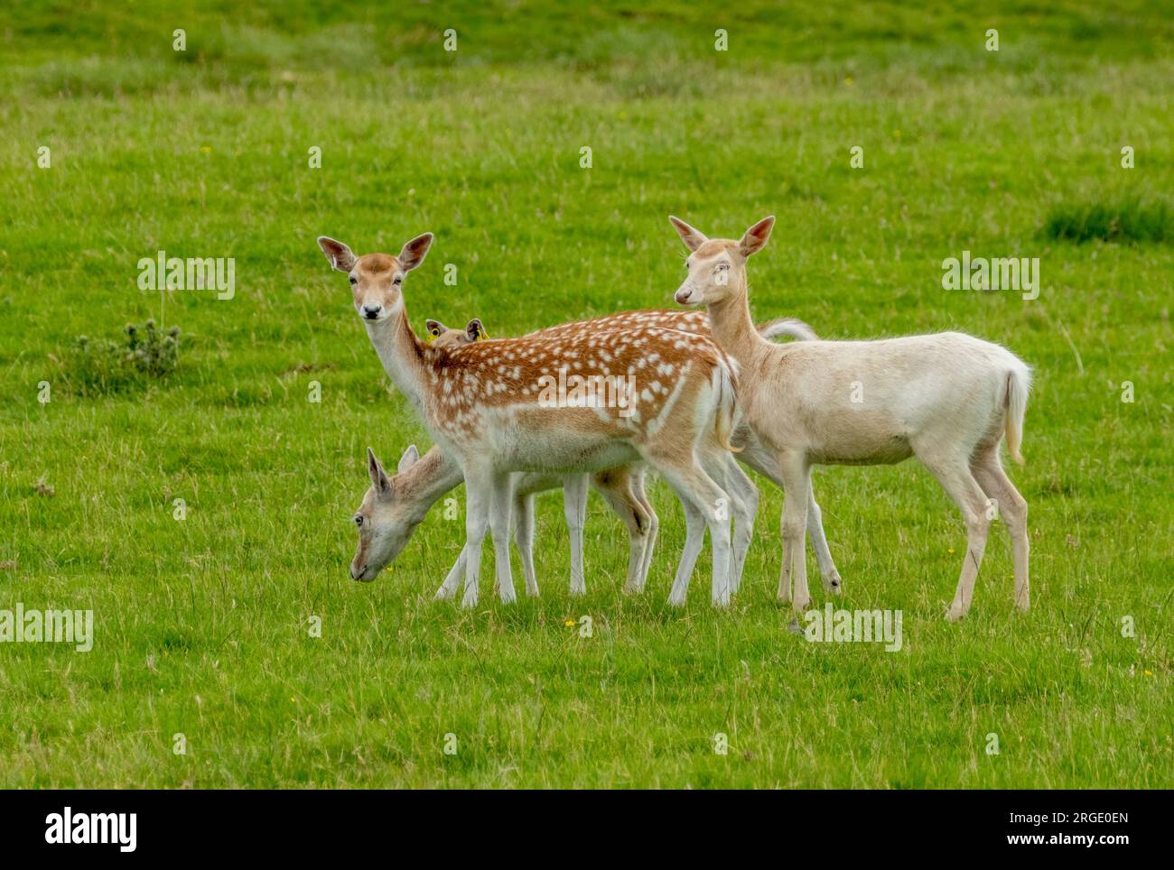 White fallow deer, albino deer, no spots on a fallow deer in a green ...