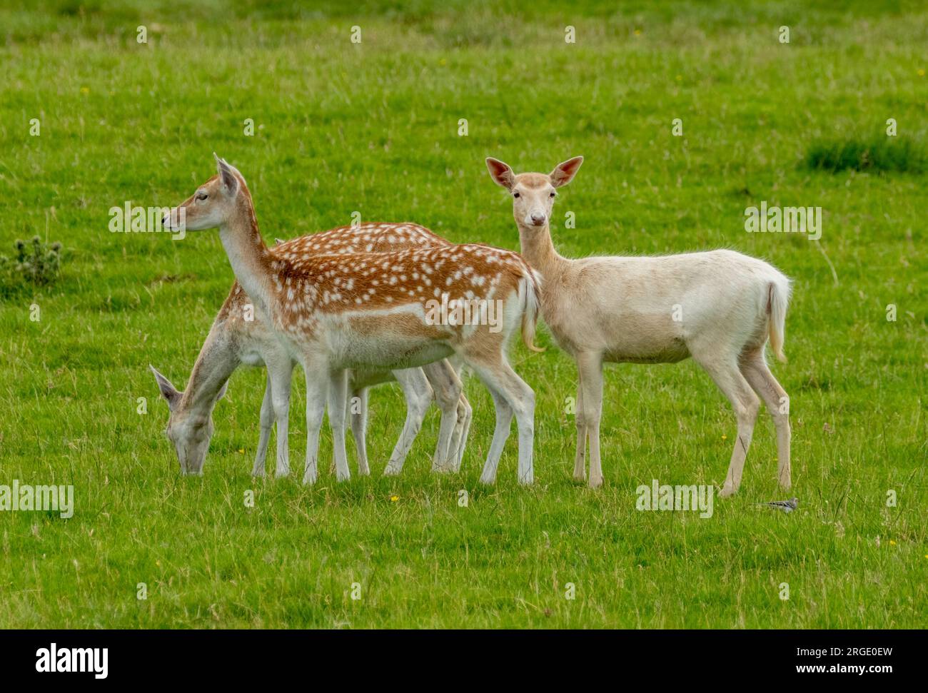 White fallow deer, albino deer, no spots on a fallow deer in a green ...