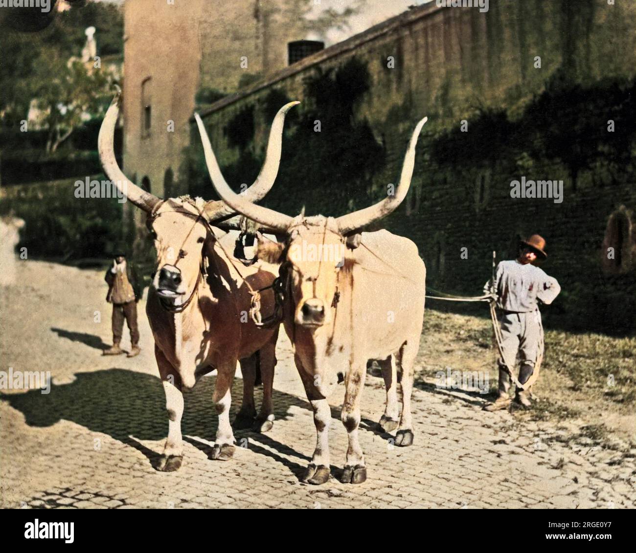 Oxen pair hi-res stock photography and images - Alamy
