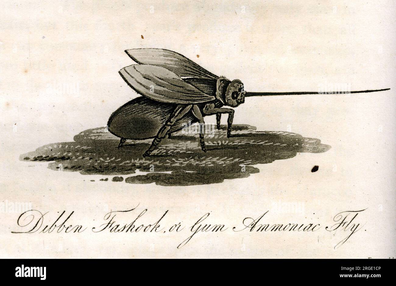 Gum ammoniac hi-res stock photography and images - Alamy