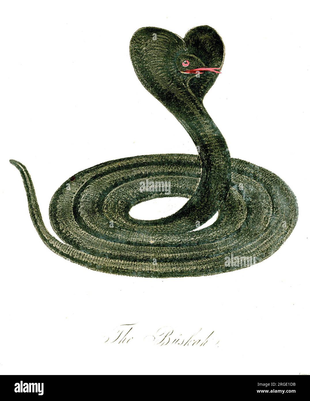 The Buskah (Snake Stock Photo - Alamy