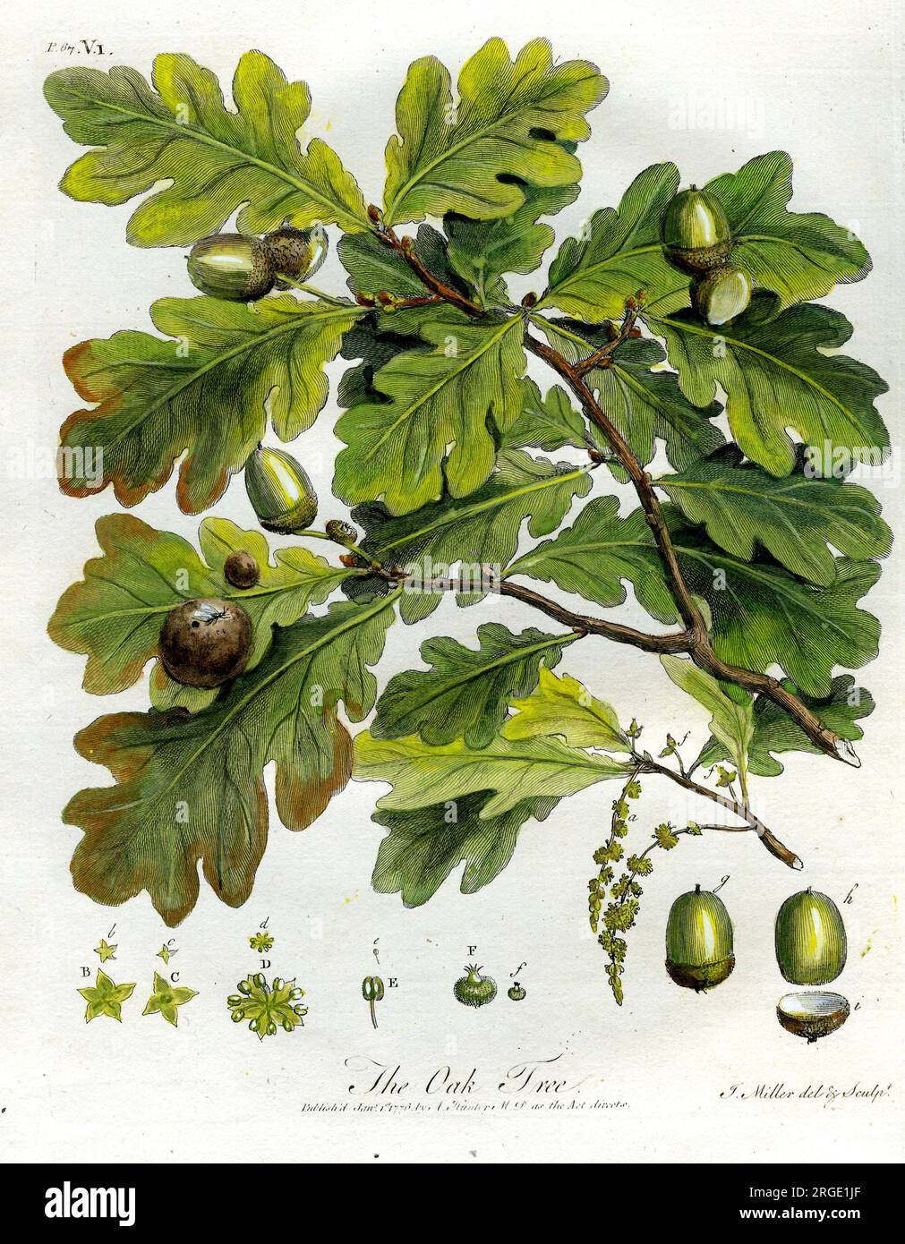 Oak history hi-res stock photography and images - Alamy