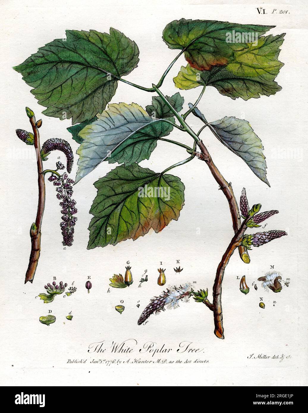 White Poplar Tree Drawing