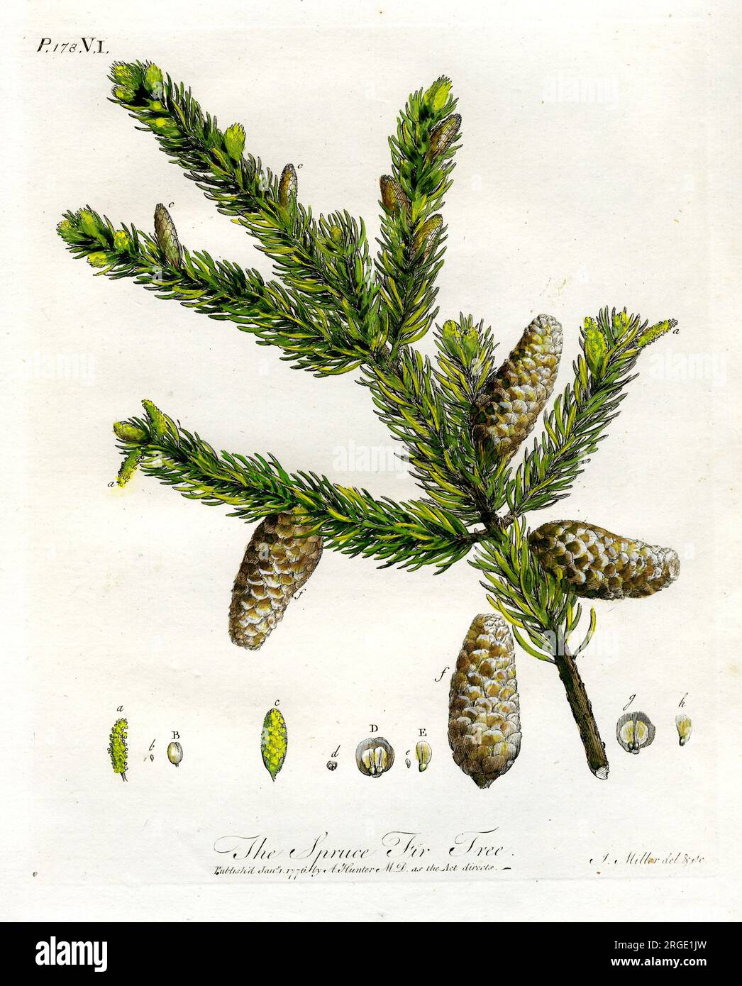 Fir historical hi-res stock photography and images - Alamy