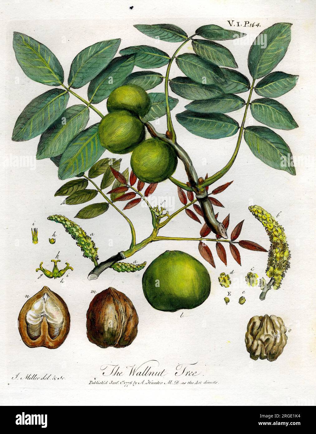 Walnut tree engraving hi-res stock photography and images - Alamy