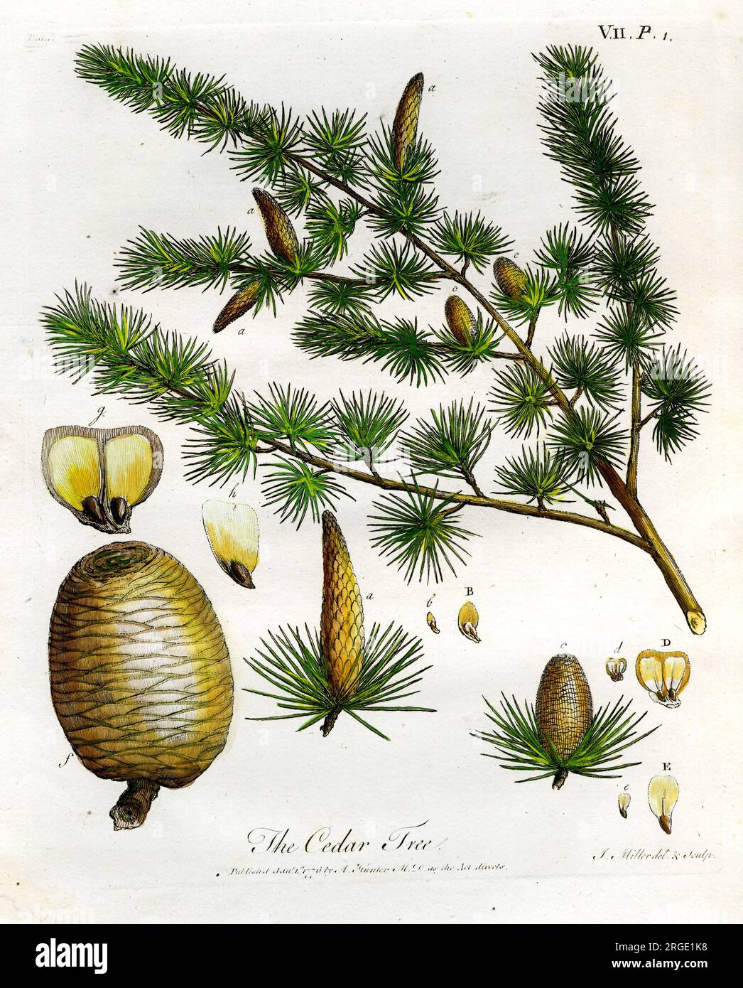 Cedar historical hi-res stock photography and images - Alamy