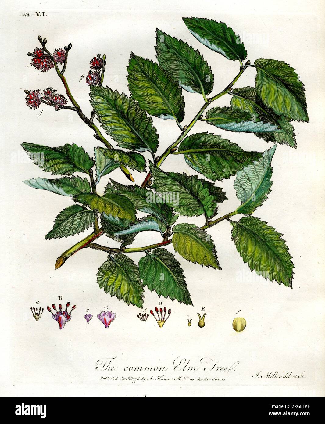 Common Elm Tree Stock Photo - Alamy