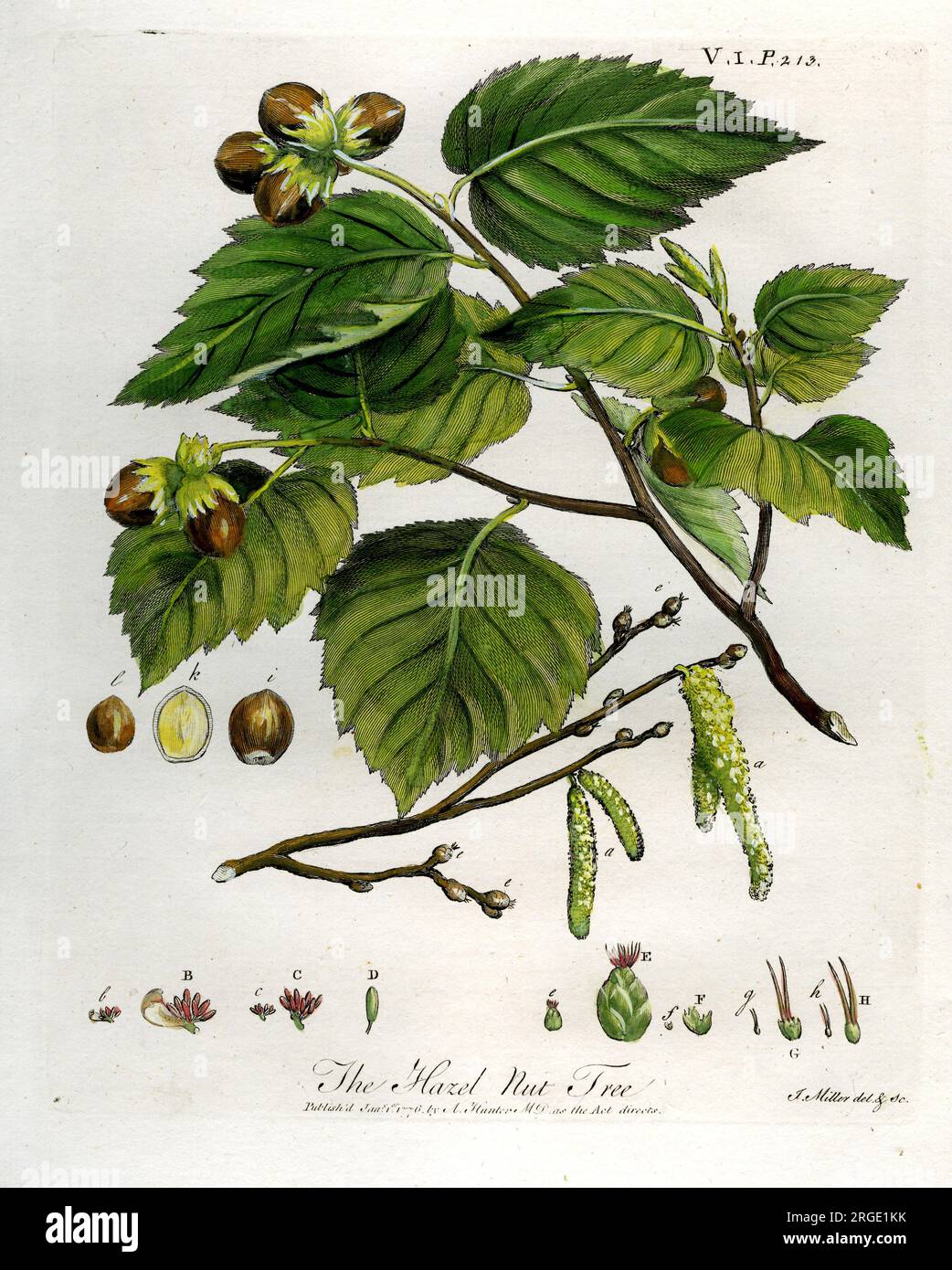 Hazel tree 19th century hi-res stock photography and images - Alamy