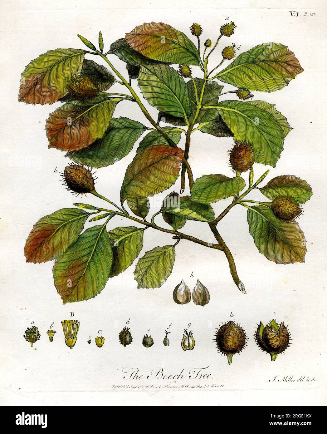 Beech historical hi-res stock photography and images - Alamy