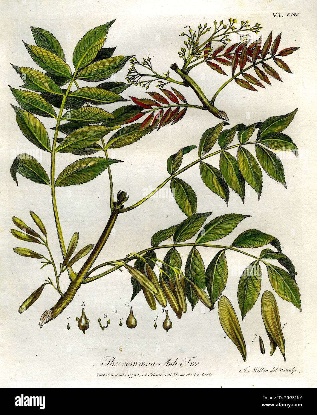 Common Ash Tree Stock Photo - Alamy