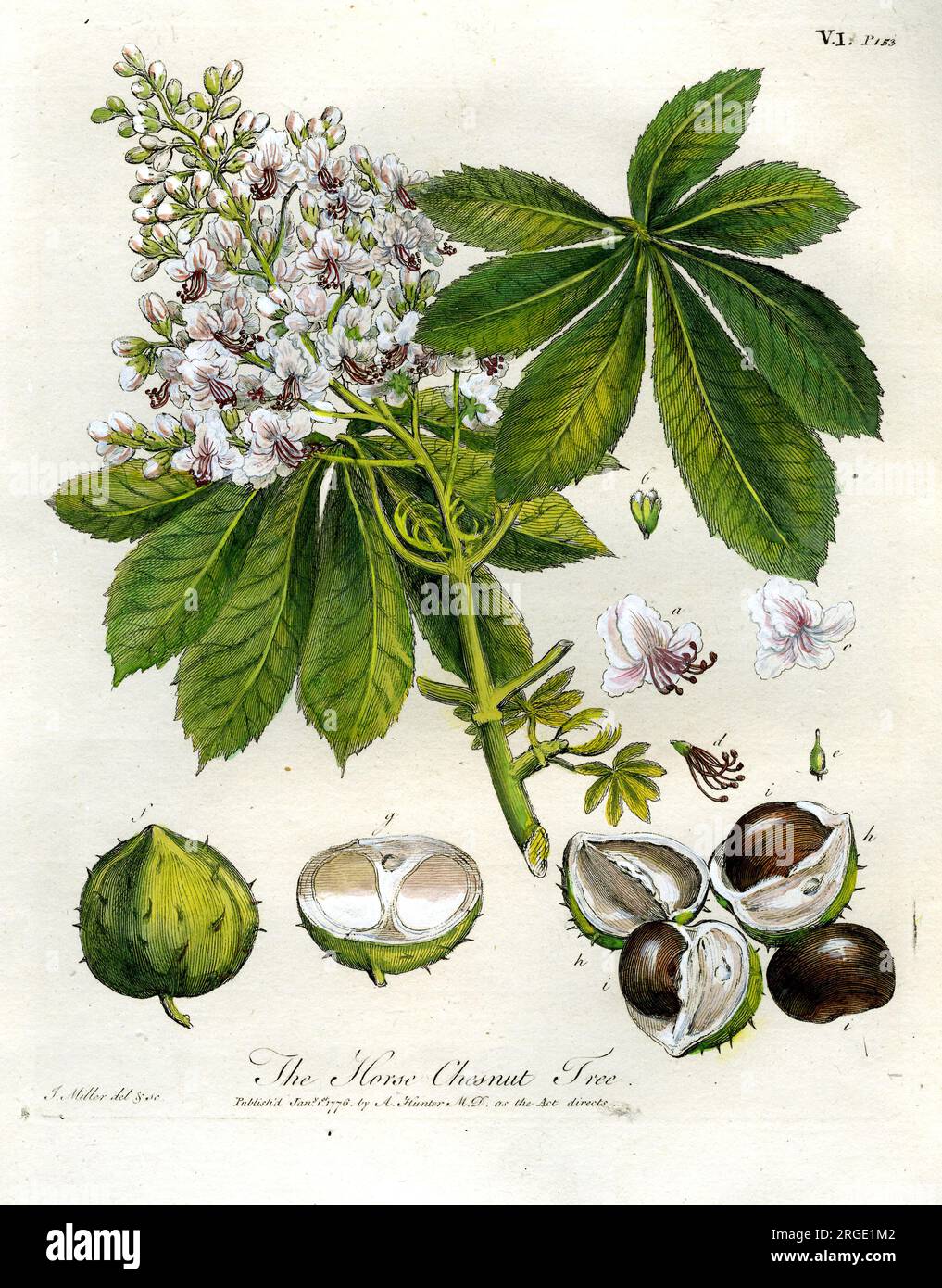 Horse chestnut tree engraving hi-res stock photography and images - Alamy