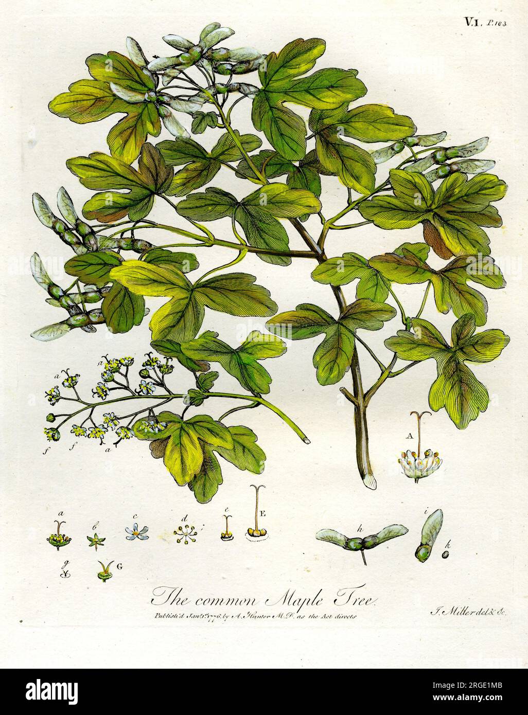 Common Maple Tree Stock Photo - Alamy
