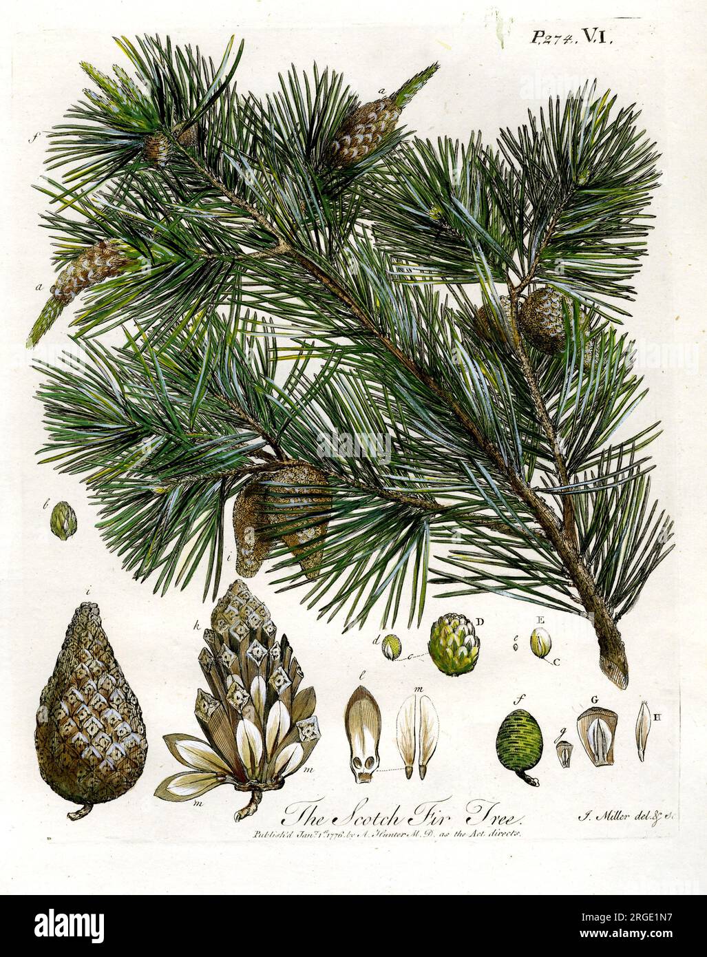 Scotch fir hi-res stock photography and images - Alamy