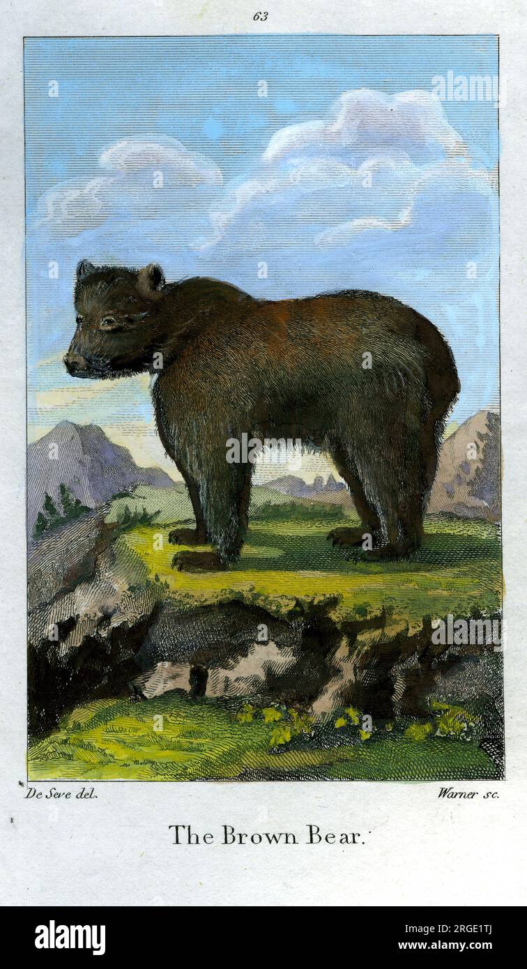 Bear history hi-res stock photography and images - Alamy