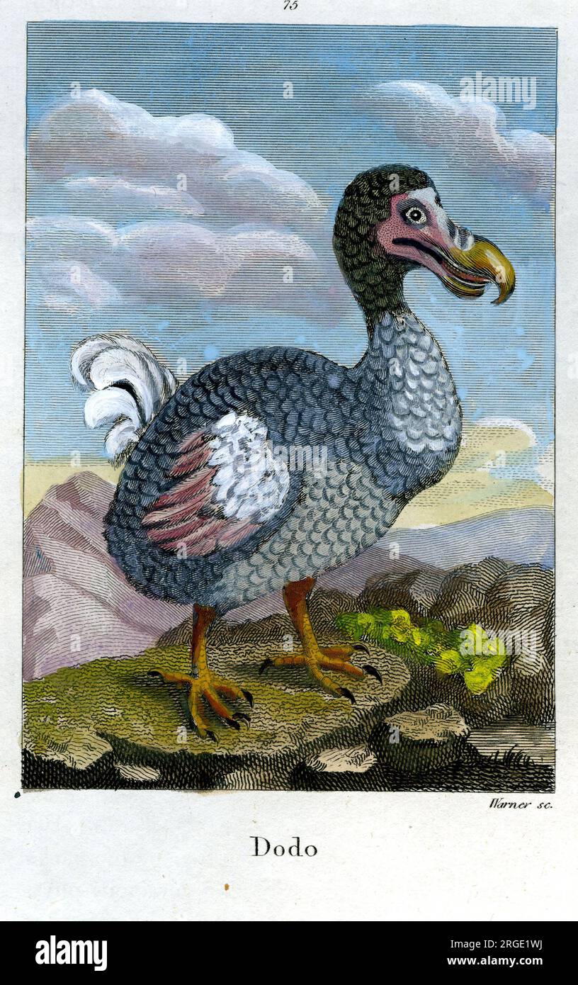 Dodo animal hi-res stock photography and images - Alamy