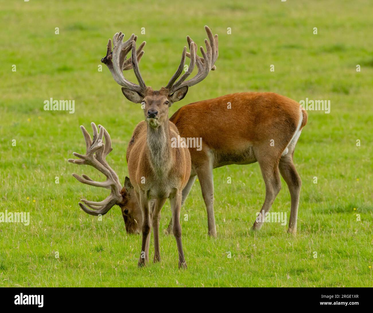 Two red deer stags in a field with big antlers Stock Photo - Alamy