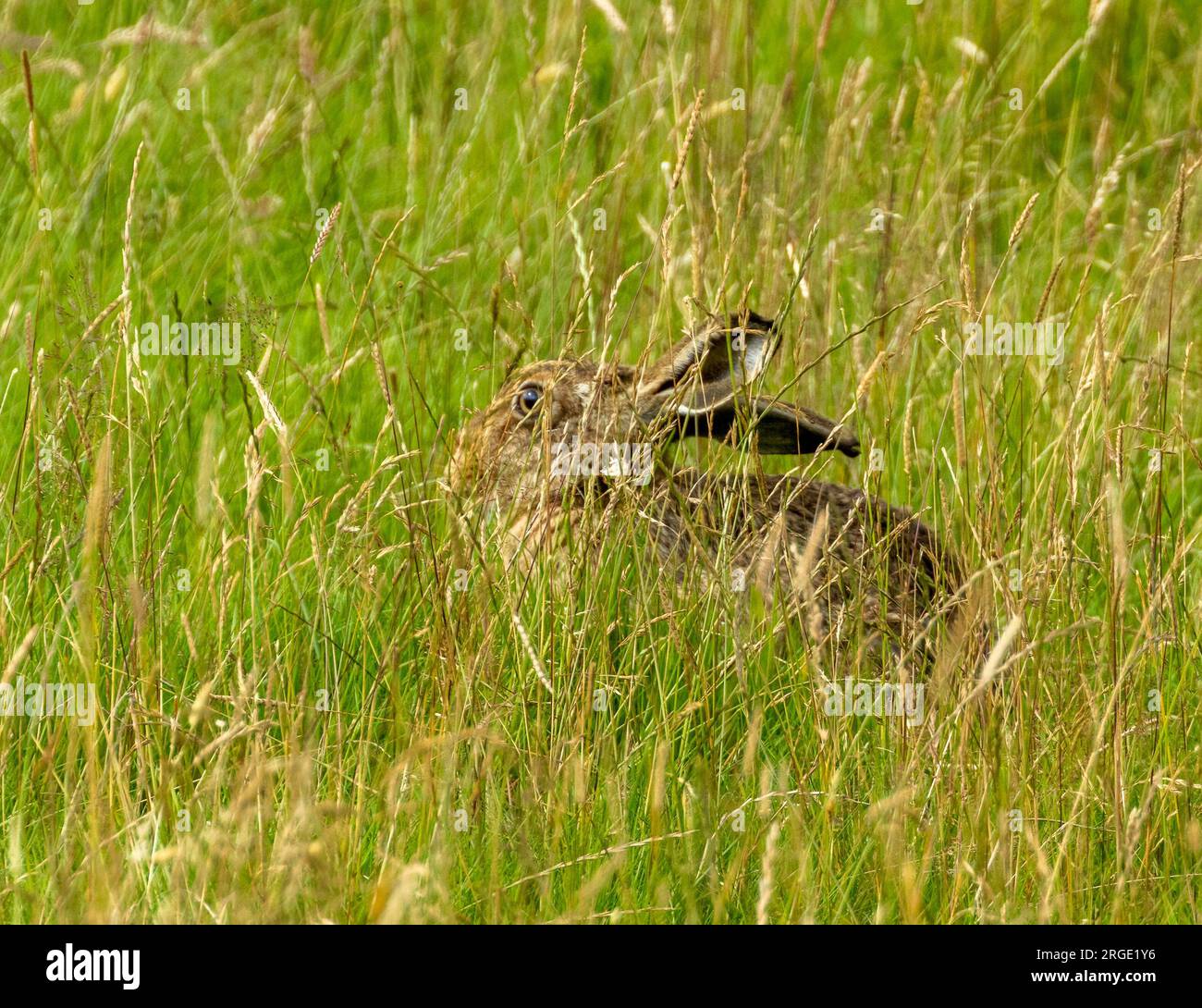 Wild brown hare in long grass in the rain with big ears Stock Photo - Alamy
