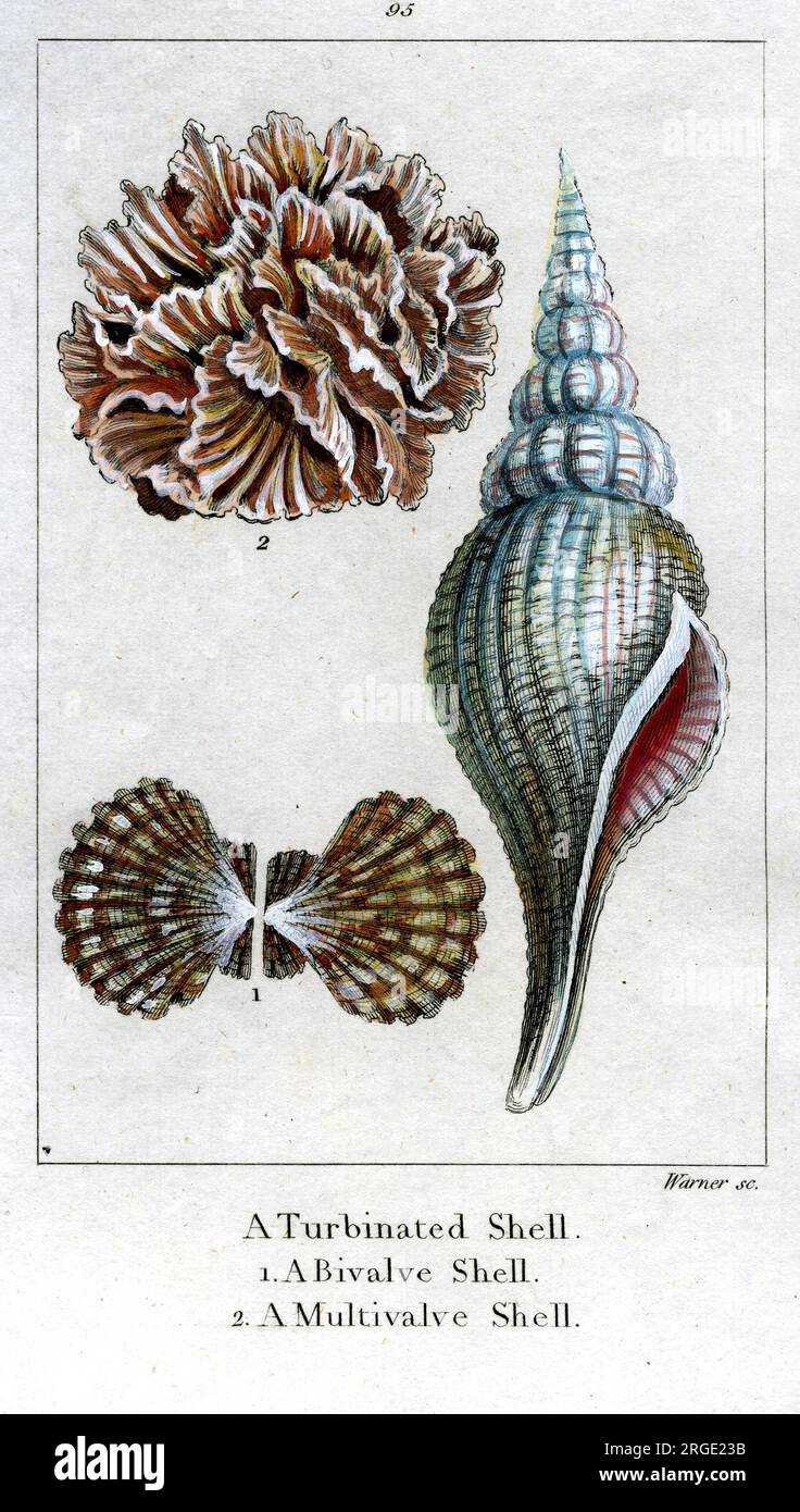 Turbinated Shell, Bivalve Shell, Multivalve Shell Stock Photo - Alamy