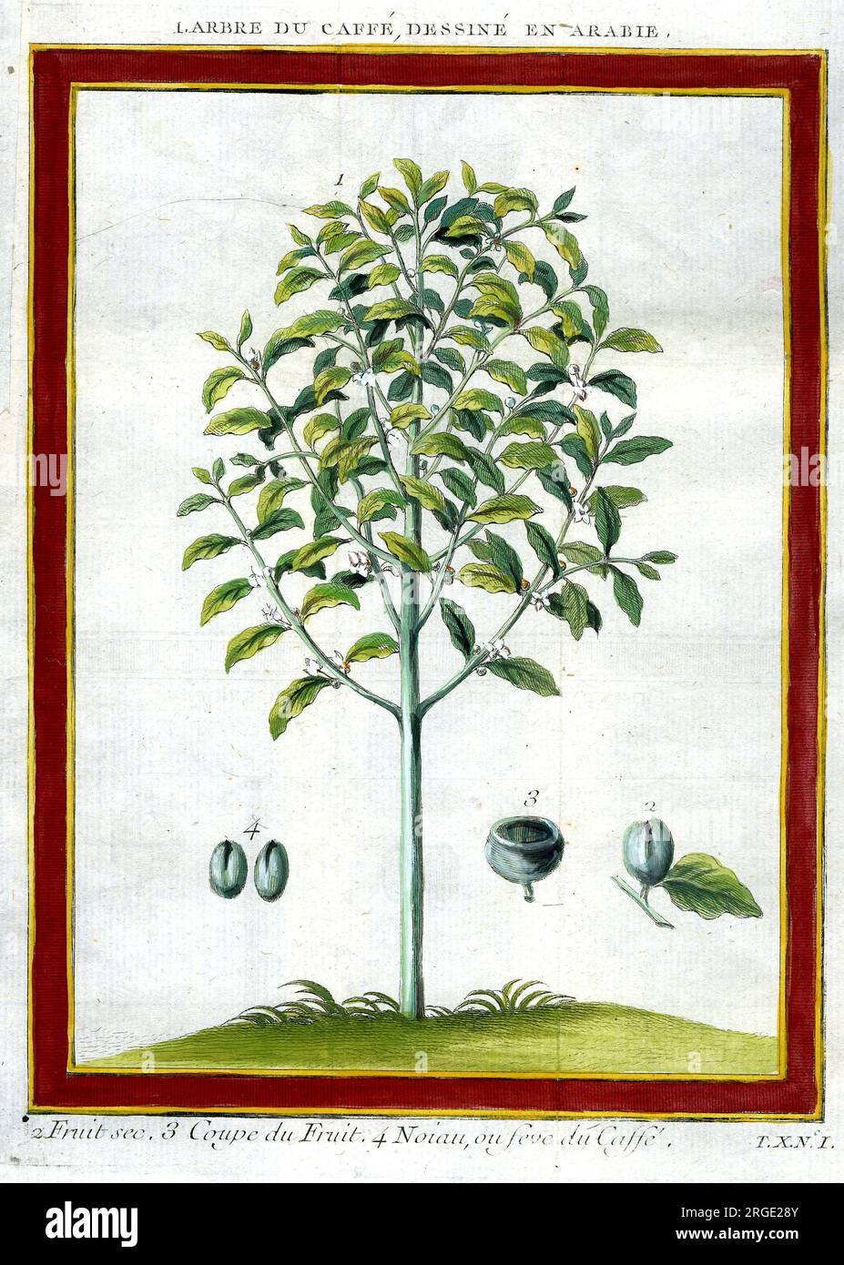 Coffee history 18th century hi-res stock photography and images - Alamy