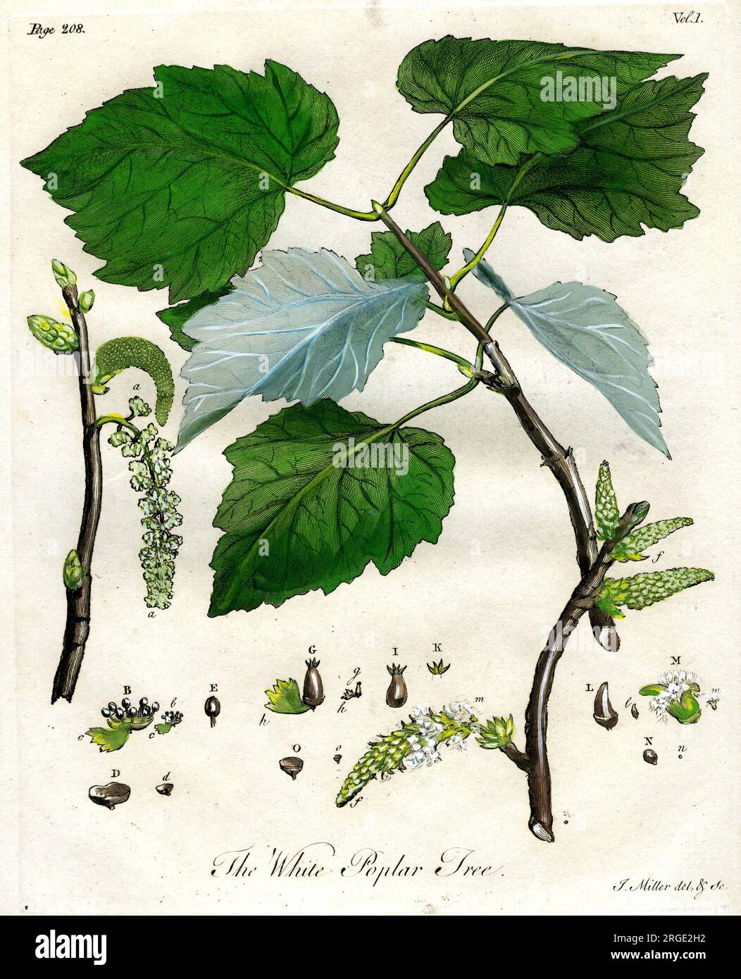 White Poplar Tree Stock Photo - Alamy