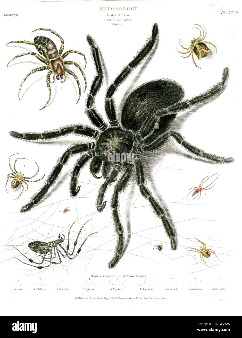 Steel spiders hi-res stock photography and images - Alamy