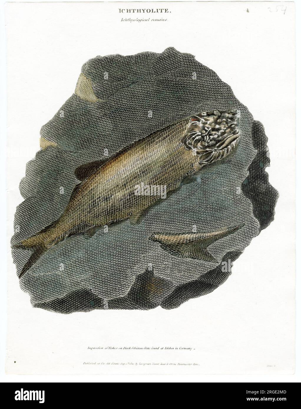 Ichthyolite hi-res stock photography and images - Alamy