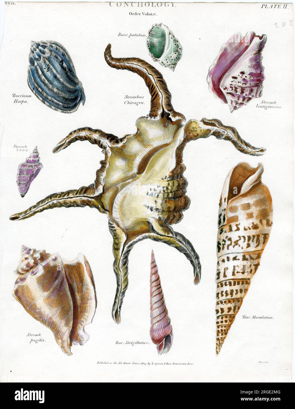 19th century engraving shells hi-res stock photography and images - Alamy