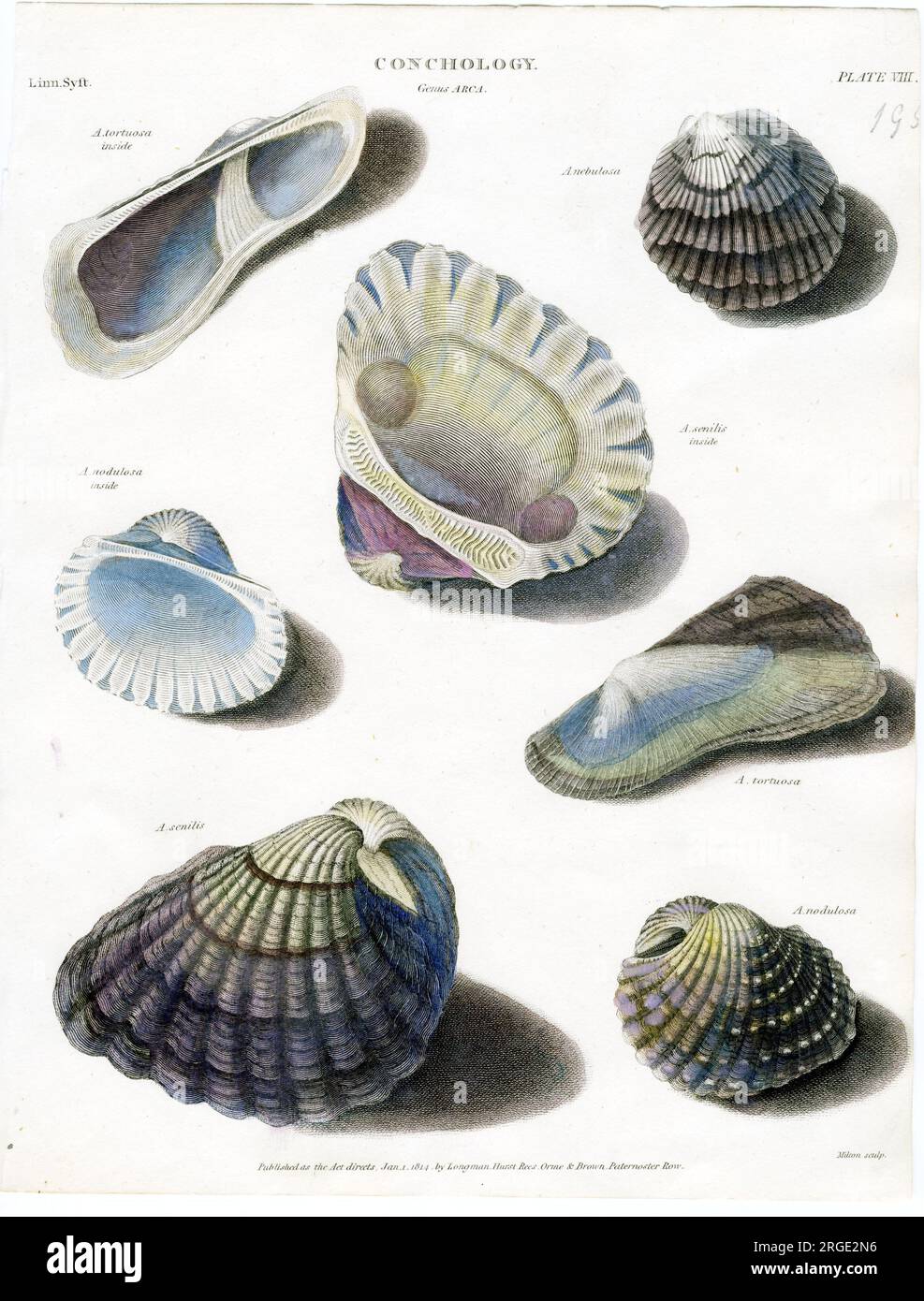 19th century engraving shells hi-res stock photography and images - Alamy