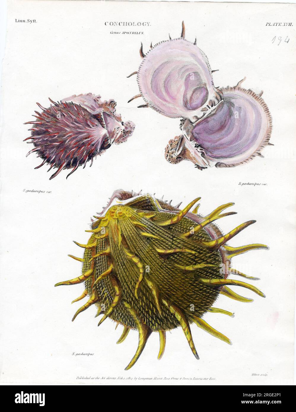 19th century engraving shells hi-res stock photography and images - Alamy