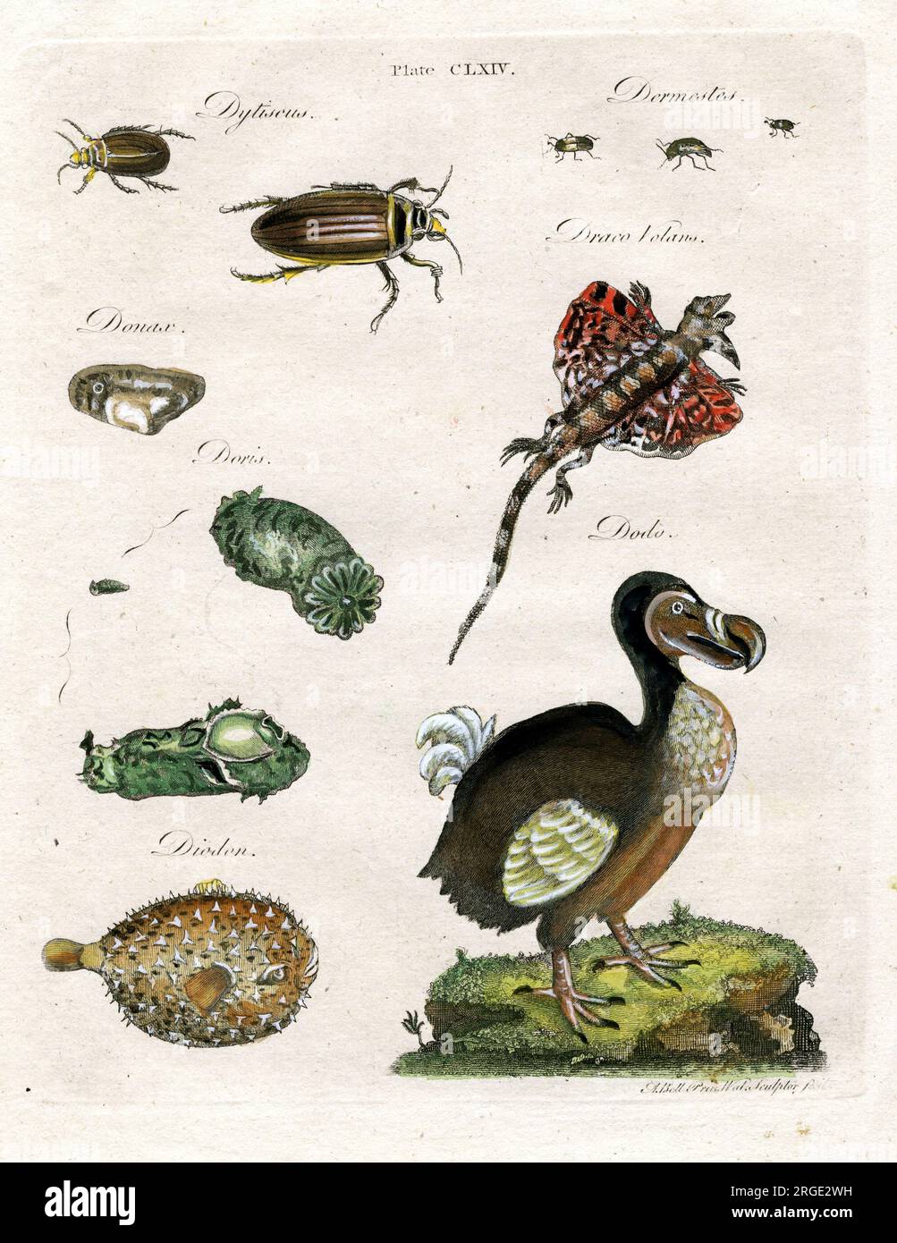 Dodo birds hi-res stock photography and images - Alamy