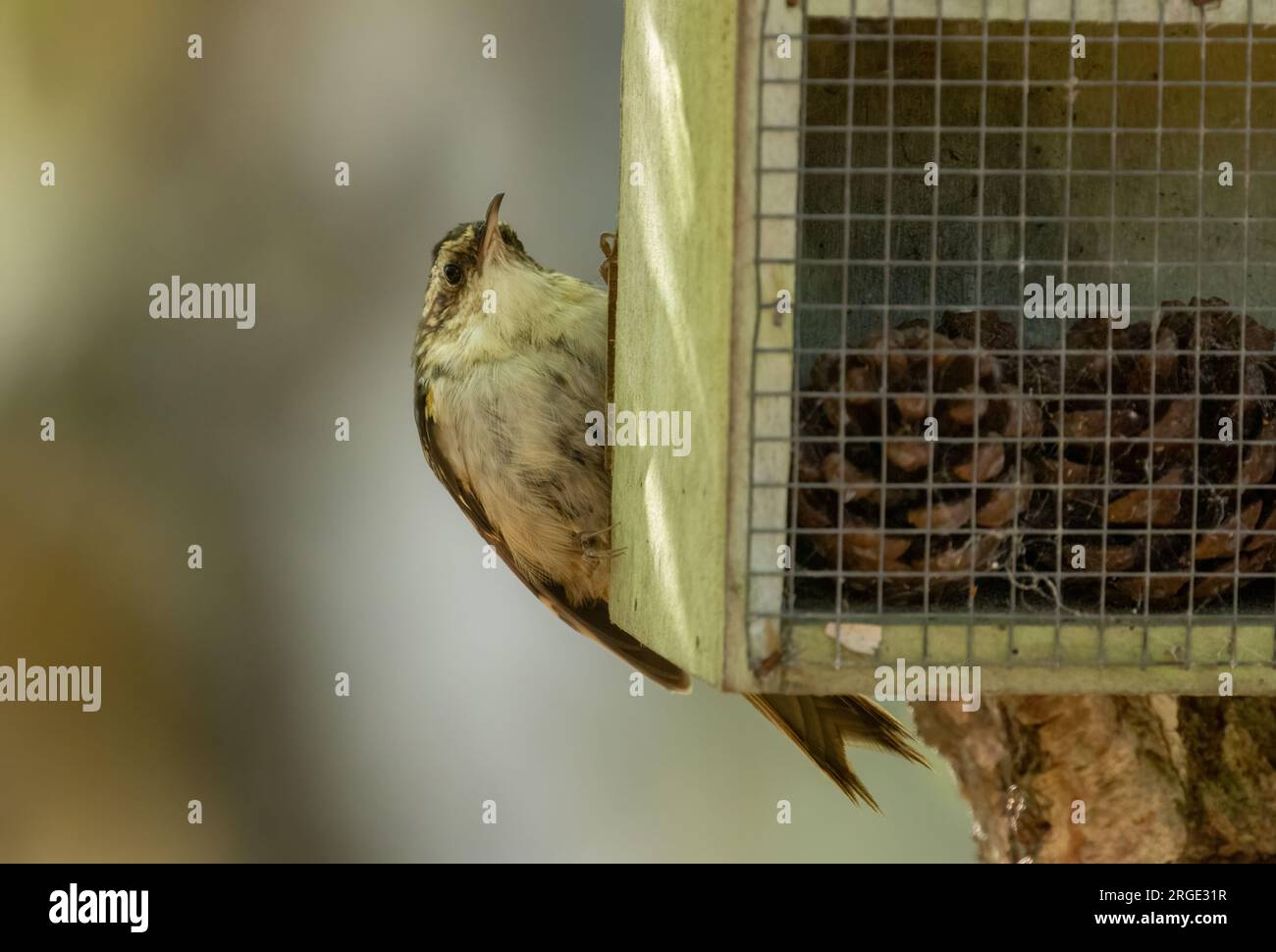 Brown bird feeder hi-res stock photography and images - Alamy