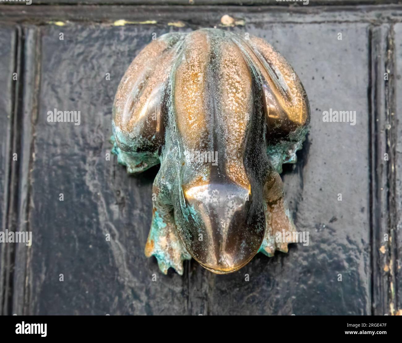 Brass sculpture door knocker depicting a frog on a front door Stock ...