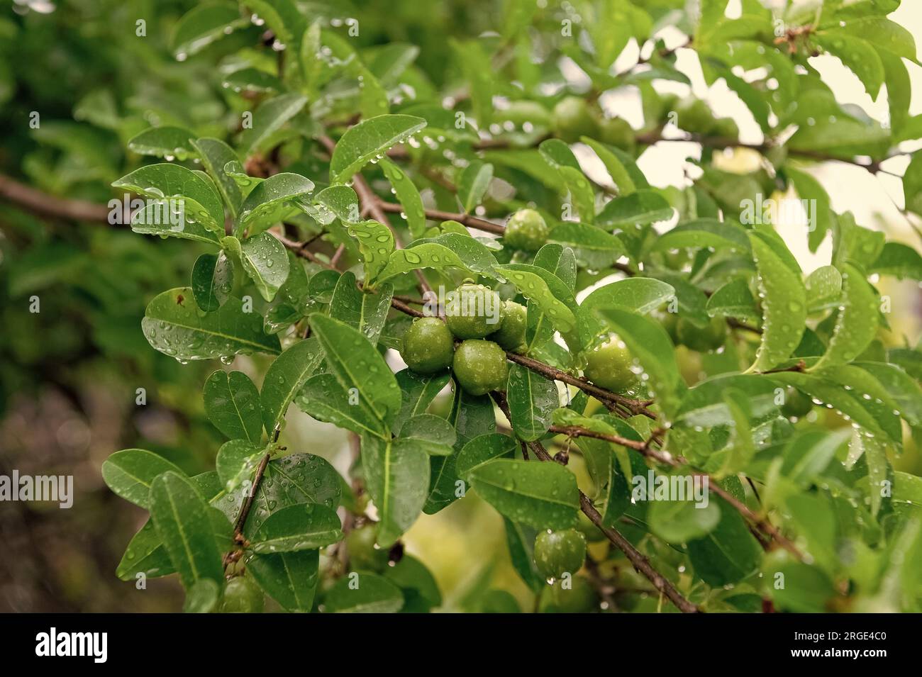 cerbera manghas fruit. cerbera manghas fruit with water drops. cerbera ...