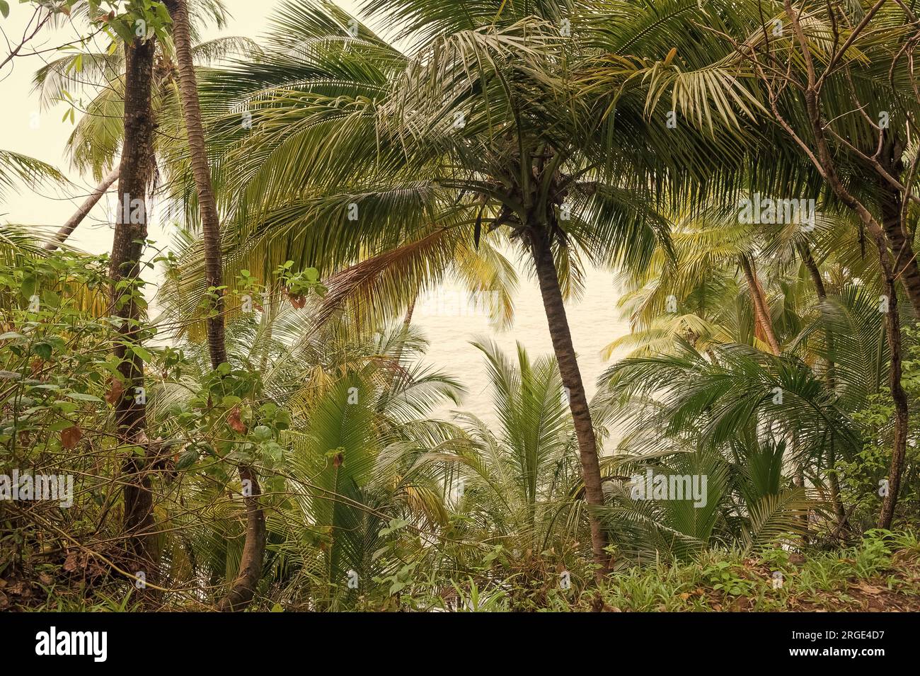 green palm tree in forest of tropical rainforest vegetation. photo of ...