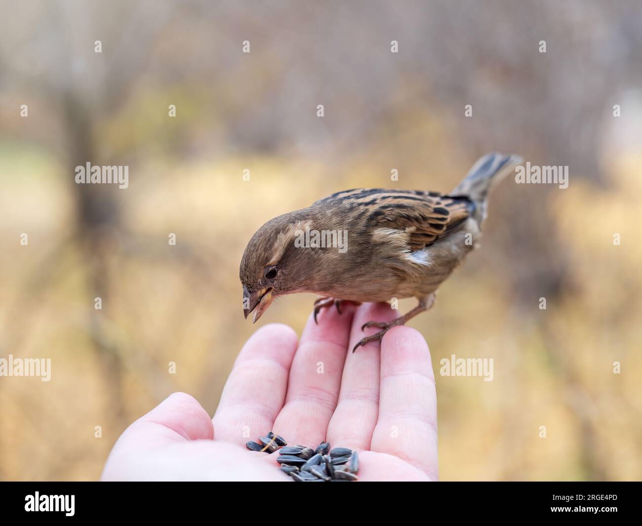 Sparrow eats seeds from a man's hand. A Sparrow bird sitting on the ...