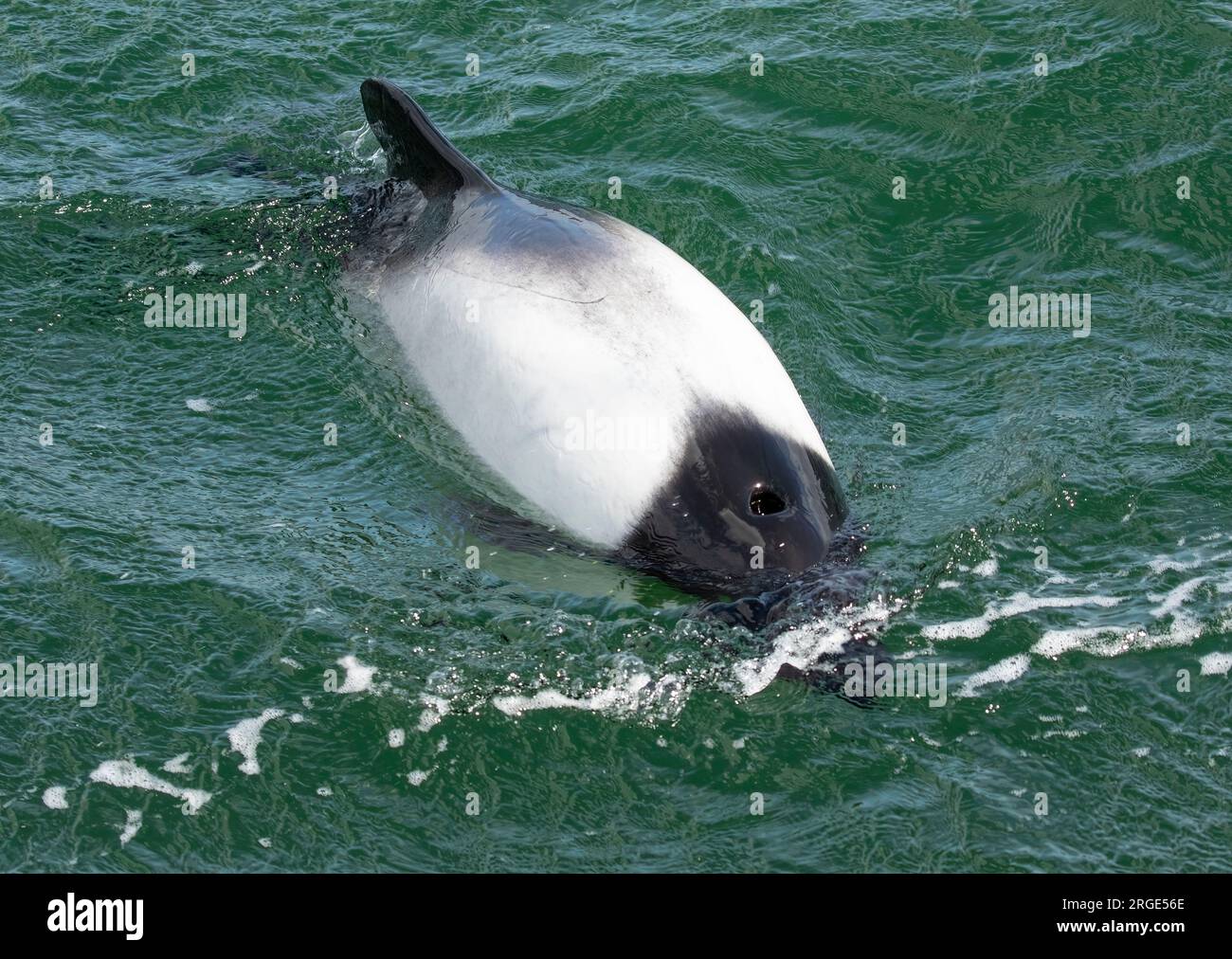 Dolphin nature hi-res stock photography and images - Alamy