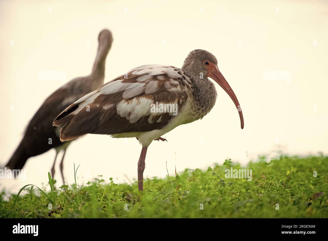 photo of grey ibis bird fauna outdoor. ibis bird fauna. ibis bird fauna ...