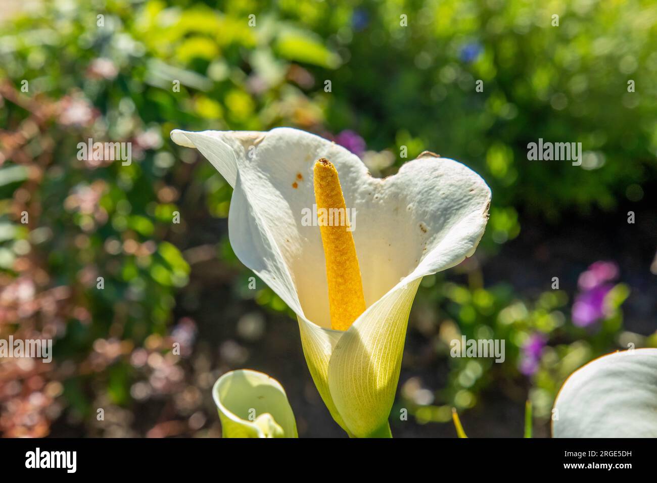 Beautiful white lily flower with bright yellow stamen in a colourful ...