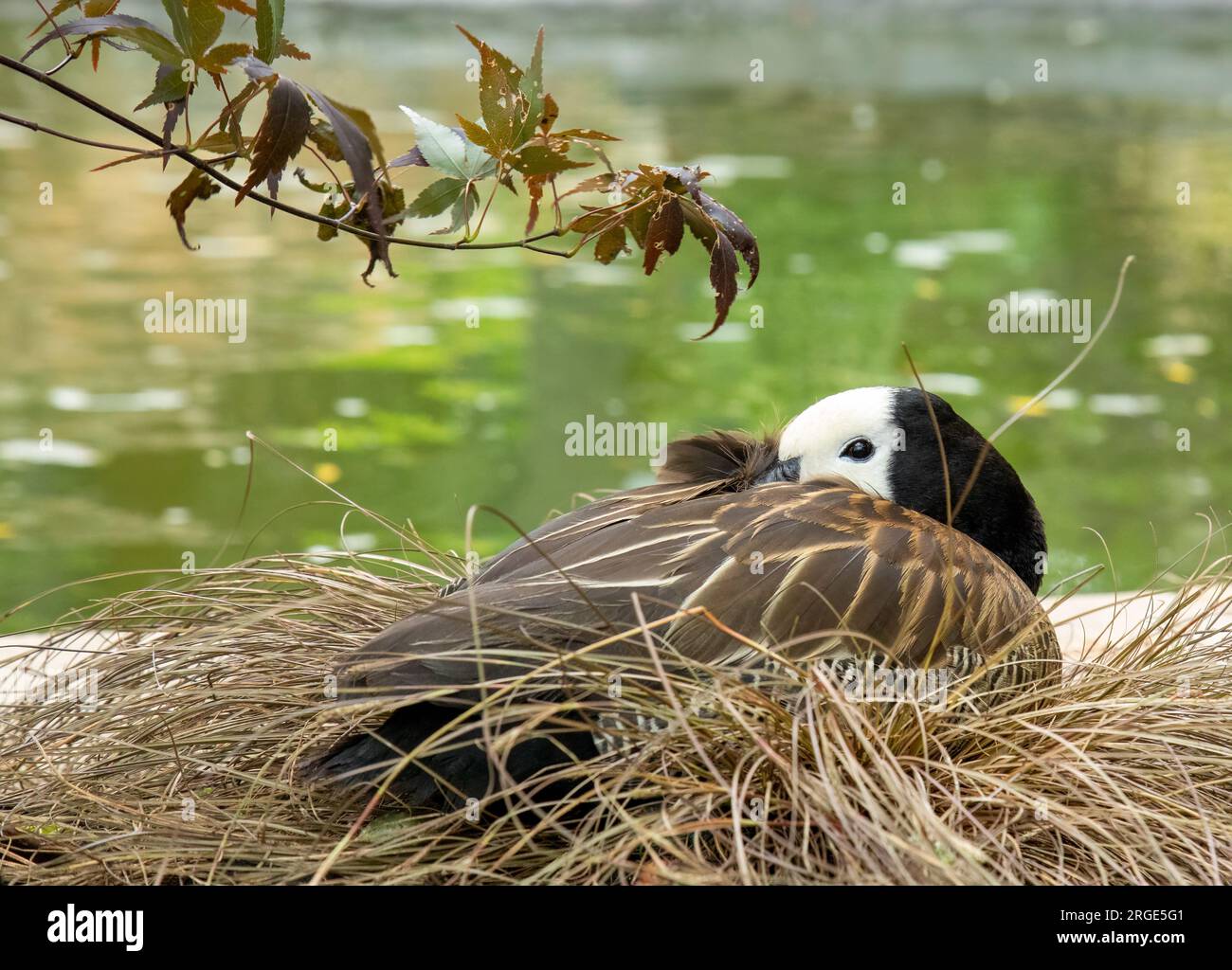 Whistling duck curled up on eggs in nest beside pond with beautiful ...