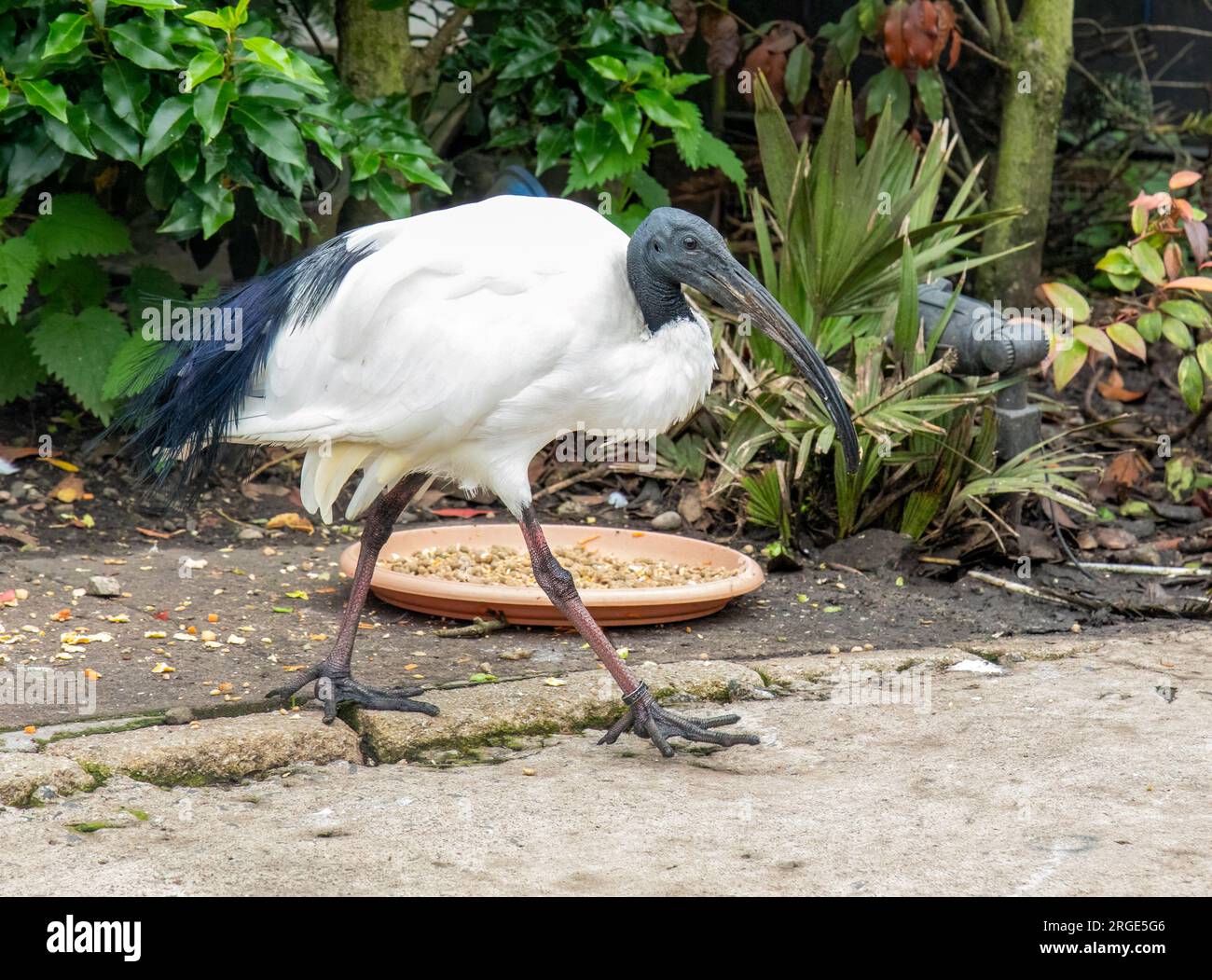 Large white ibis hi-res stock photography and images - Alamy
