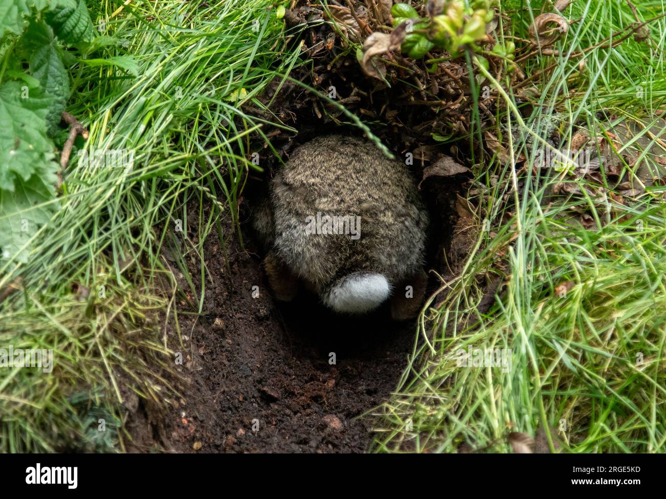 Wild bunny rabbit digging out a burrow in the grass and soil with ...