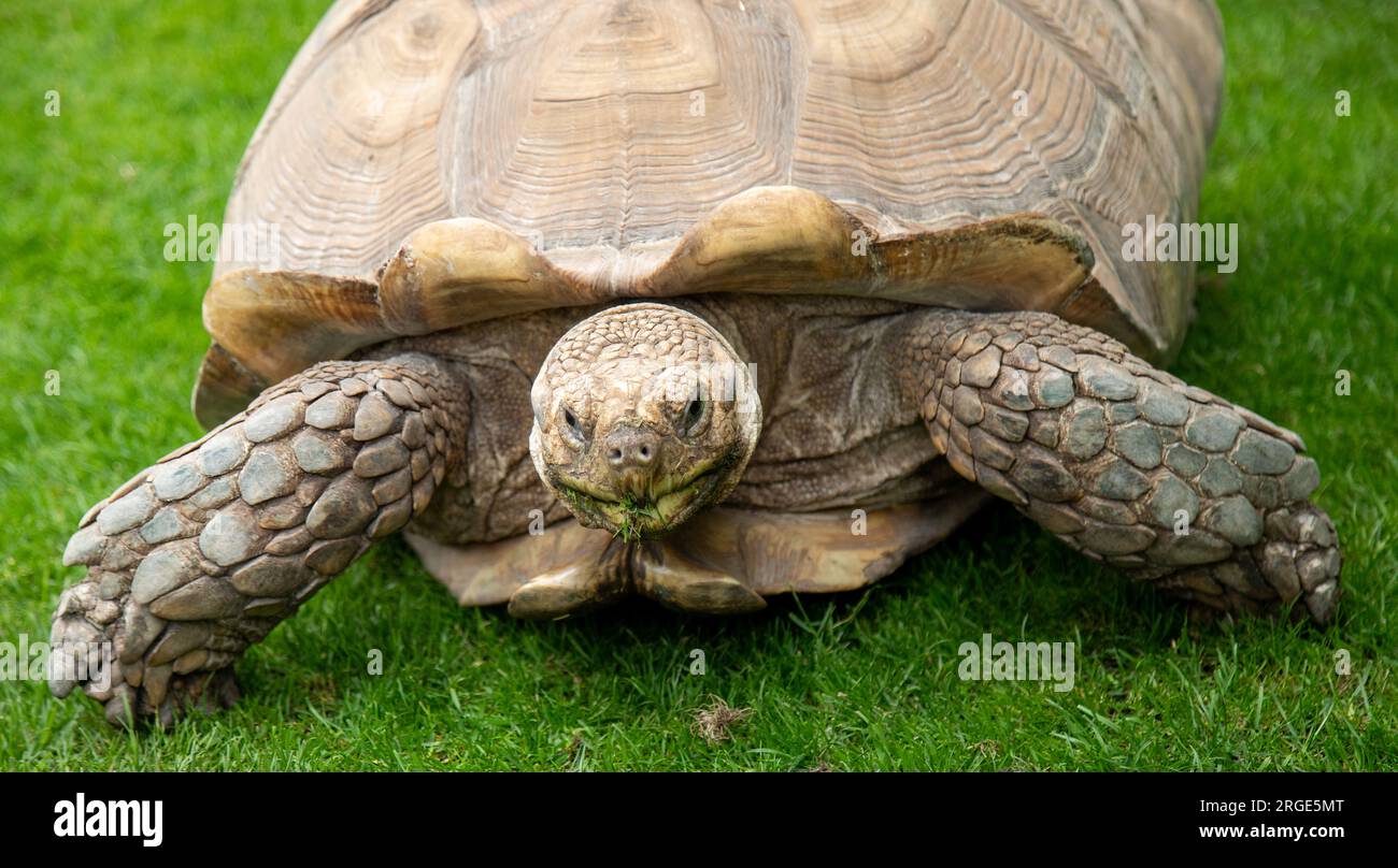 Very old and giant tortoise grazing on lush green grass Stock Photo - Alamy