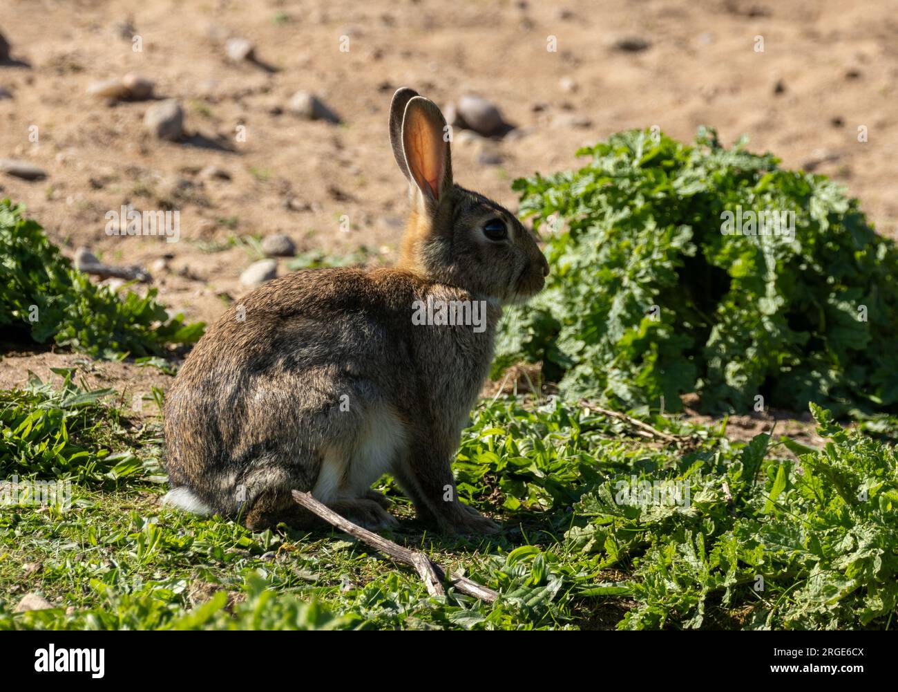 Cute little bunny rabbit in a field in the sunshine Stock Photo - Alamy