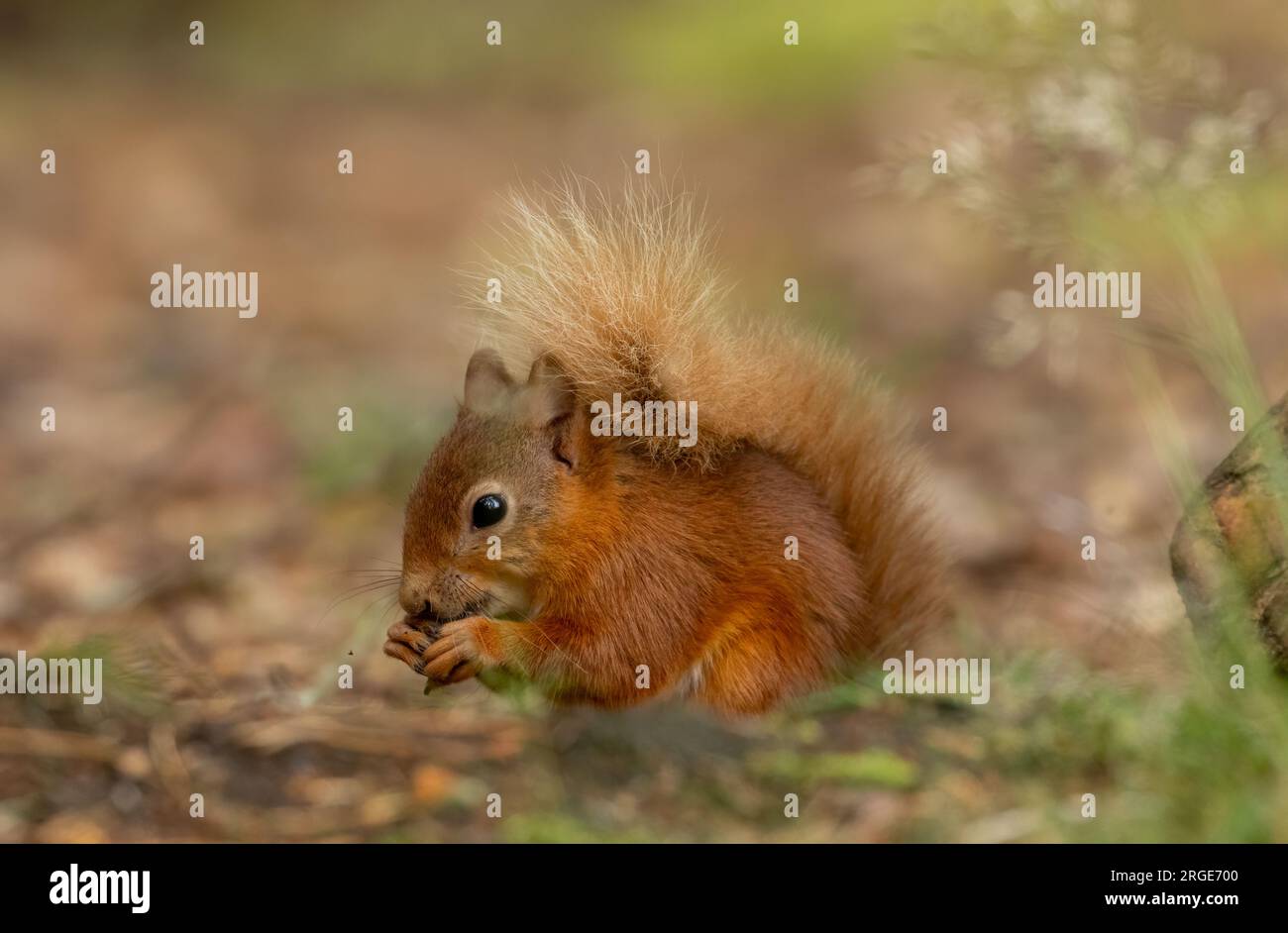 Close up portrait of a very cute little scottish red squirrel in the ...