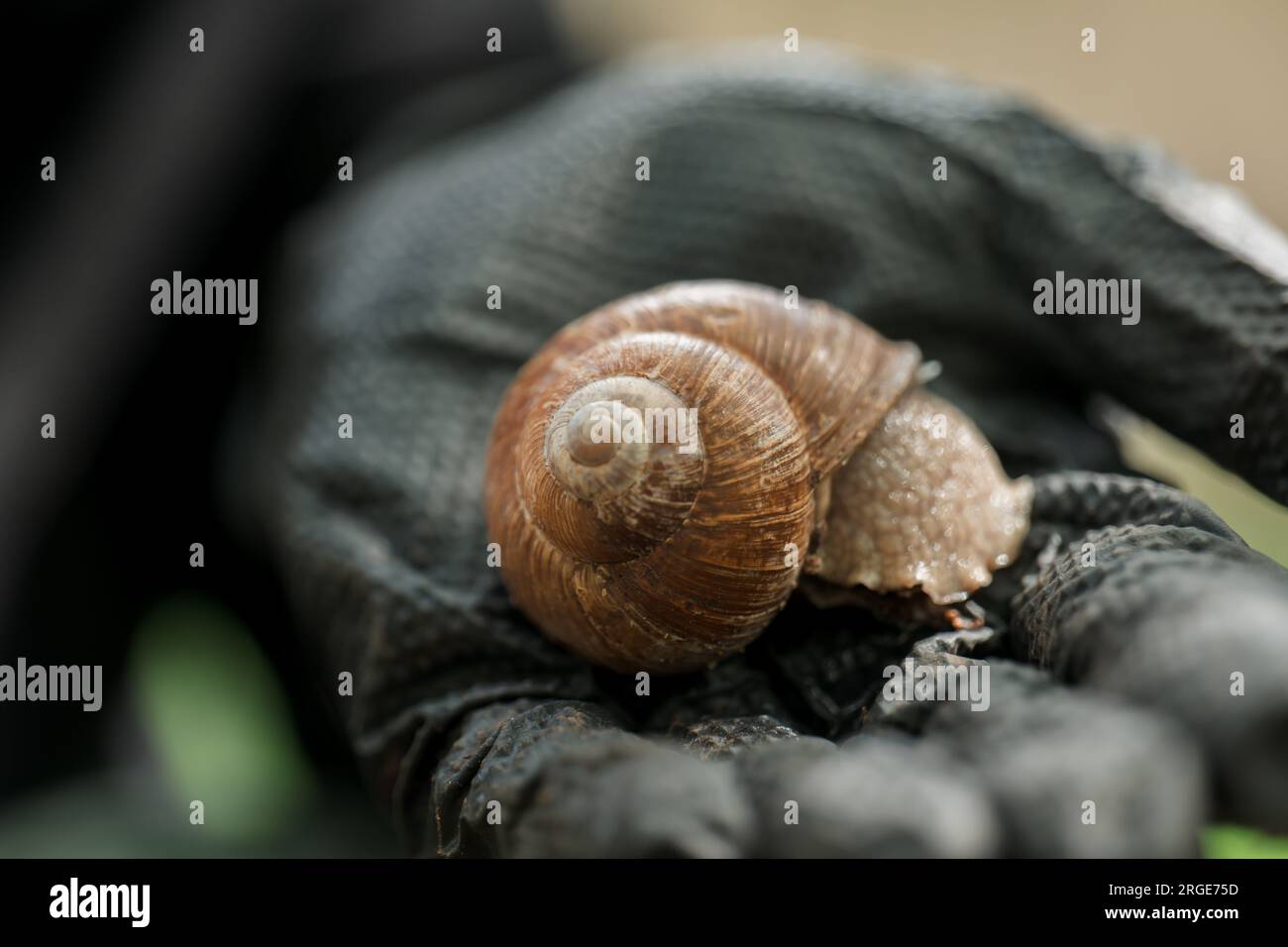 grape snail in black gloved hand . Slugs and snails. Pests and insects ...