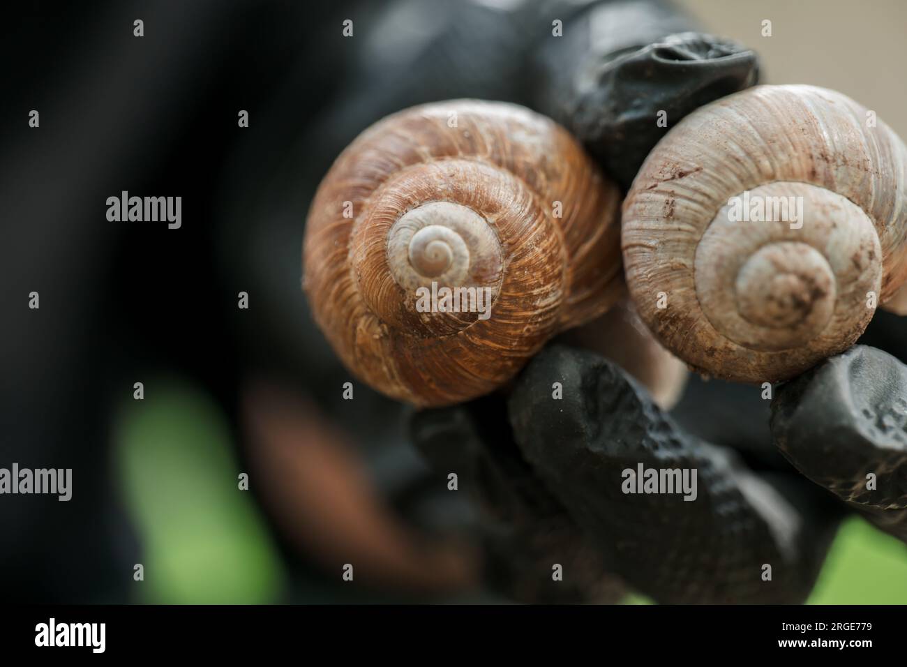 grape snail.Two large grape snails in black gloved hand in a summer ...